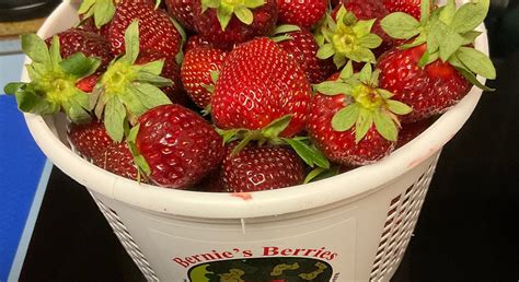 Bernies Berries All You Should Know Before Going 2026 With Reviews