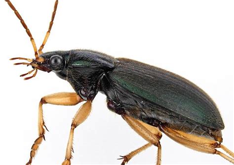 Chlaenius Chlaenius Sparsus Bugguide Net