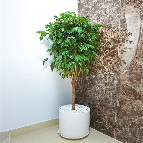 Cây Hạnh Phúc Đặc điểm ý Nghĩa Cách Trồng Và Cách Chăm Sóc