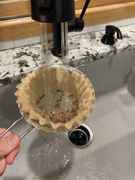 How To Grow Lead Plant Amorpha Canescens Bright Lane Gardens