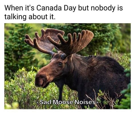 20 Best Canada Day Memes In 2024 That Are Funny Af