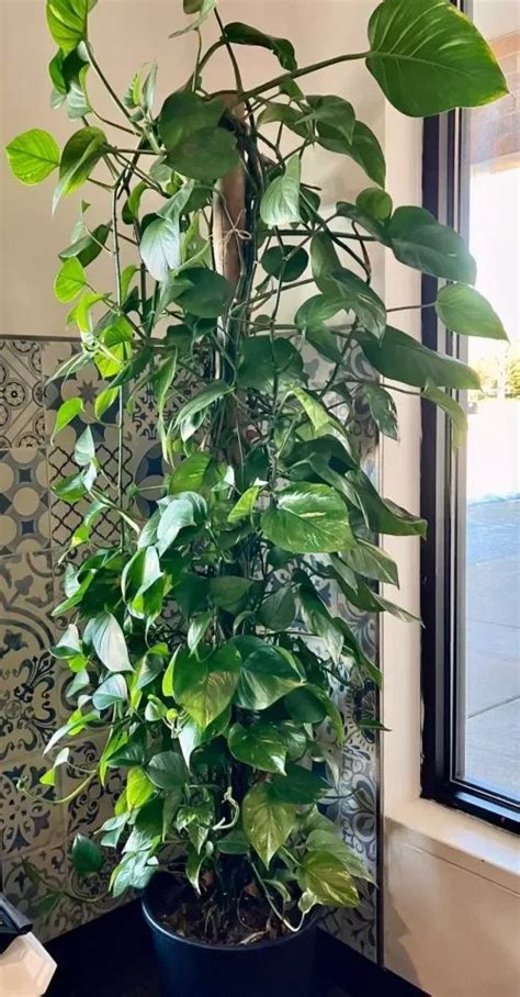 How To Grow Big Pothos As A Tree Indoor Vines Indoor Climbing Plants