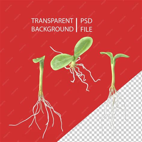 Premium Psd Sprout Root Png