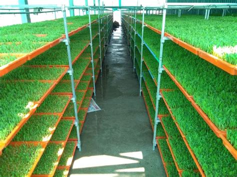 Hydroponic Fodder System At ₹ 200000 Hydroponic Fodder System In
