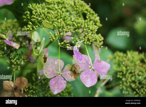 Purple Oakleaf Hydrangea Flowers Hydrangea Quercifolia In Bloom At