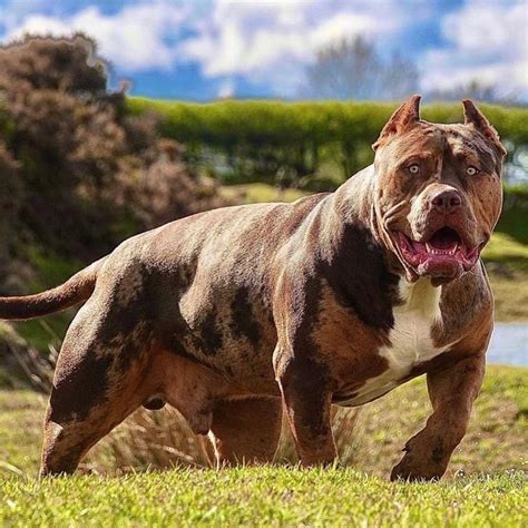 Extreme Large Pitbulls New Legends Of The Bully Breed