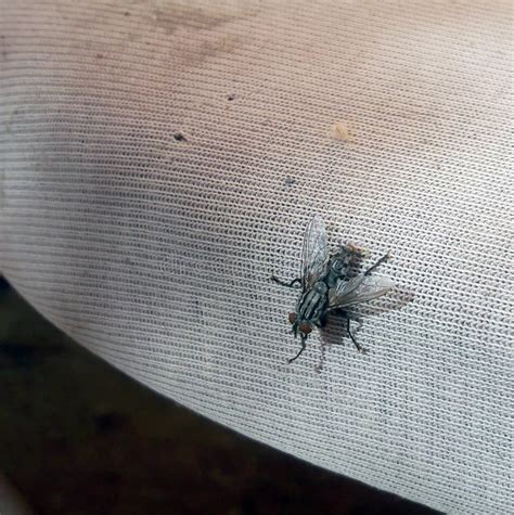 Fly On Dirty Surface Flying Insect On Textured Surface Stock Image