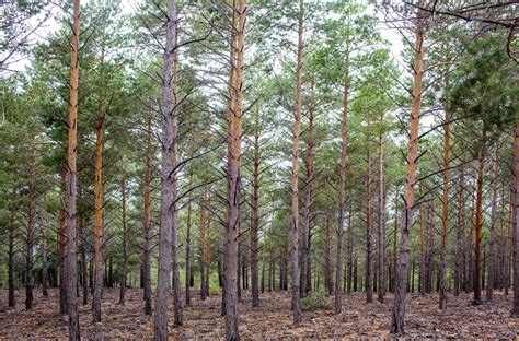 La Magia De La Naturaleza En Los ¨bosques Con Duende¨ De Andalucía Minube