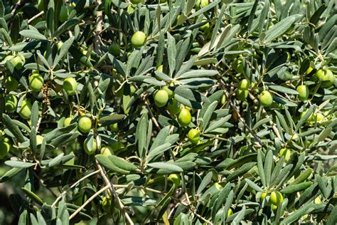 Olea Europaea Leaf Type