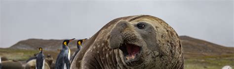 Elephant Seals Southern Elephant Seal Facts Antarctica Wildlife