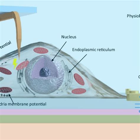 An Ultra High Bandwidth Nano Electronic Interface To Living Cells With