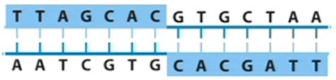 Using Restriction Enzymes Flashcards Quizlet