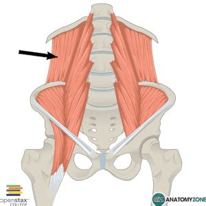 Quadratus Lumborum Anatomyzone