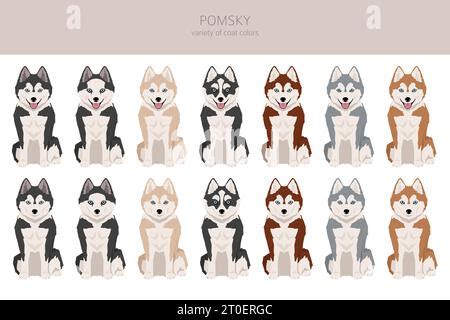 Pomsky Clipart Pomeranian Husky Mix Different Coat Colors Set Vector