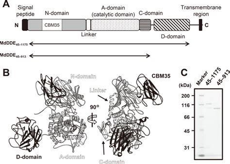 Identification And Characterization Of Dextran α 12 Debranching Enzyme From Microbacterium