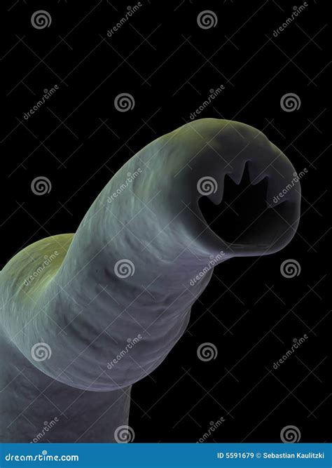 Hook Worm Stock Illustration Illustration Of Disease 5591679