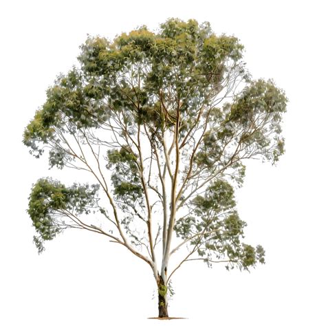 Descargar Eucalipto Ovata árbol En Claro Antecedentes Gratis In 2025