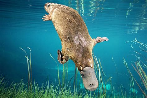 Real Information About The Platypus Habitat You Didn39t Have