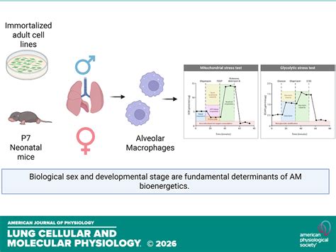Modulation Of Alveolar Macrophages By Sex As A Biological Variable
