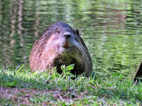 Premium Photo Nutria Starring At The Camera