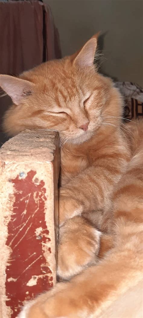 Ginger Colour Cats 1107922286