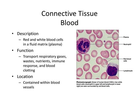 What Connective Tissue Prevents Blood Clots At Eliza Ashley Blog