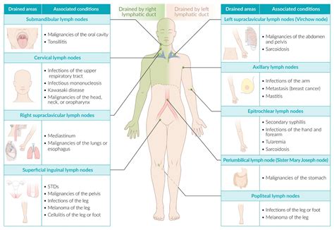 Inguinal Nodes Female Inguinal Nodes Female