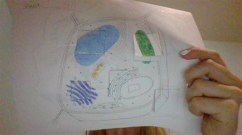 Organelles Bio Plant Cell Diagram Quizlet