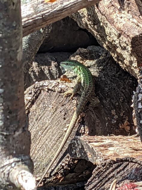 Lizards In New York Pictures Growing Fruit