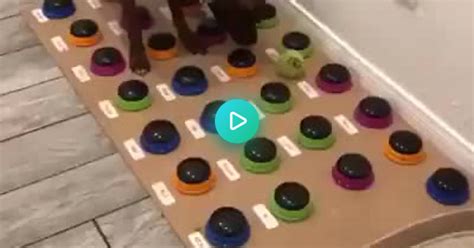 This Pup Is Genius Album On Imgur