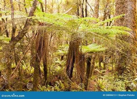 Katote Farn Baum Nz Im Subtropischen Regenwald Stockbild Bild Von