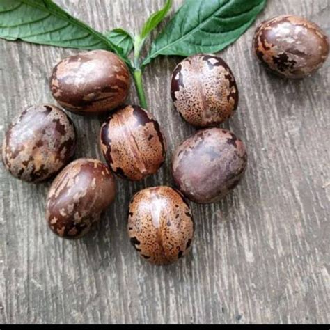 Jual Biji Karetbiji Pohon Karetmainan Aduan Jaman Dulubibit Karet