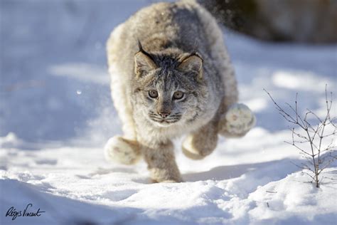 Structural Adaptations