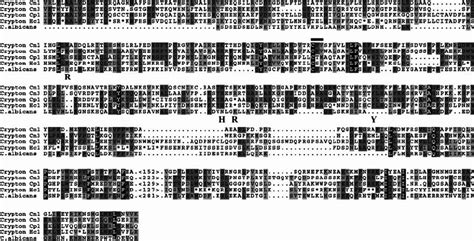 Extended Crypton Alignment This Alignment Represents Large Parts Of