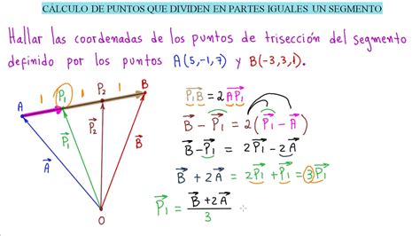 Partes De Un Vector Bourque