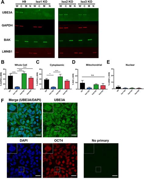 Abundance And Localization Of Human Ube3a Protein Isoforms Pmc