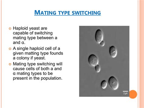 Mating Types Of Yeastpptx