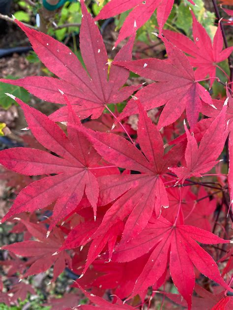 Red Emperor Japanese Maple Stunning Foliage For Landscapes