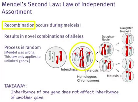 Bio Exam 4 Flashcards Quizlet
