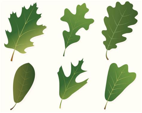 Live Oak Leaf Illustrations Royalty Free Vector Graphics And Clip Art
