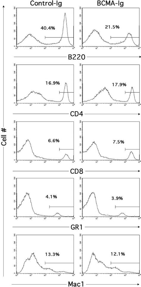 Administration Of Bcma Ig Reduces The Peripheral B Cell Population