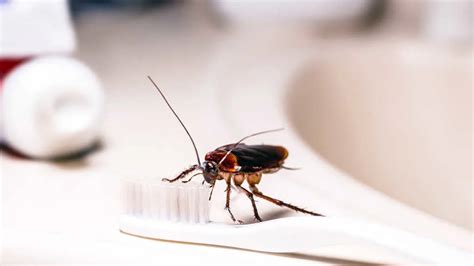 Cockroach Killer कॉकरोच मारने की सबसे अच्छी दवा कौन सी है Cockroach