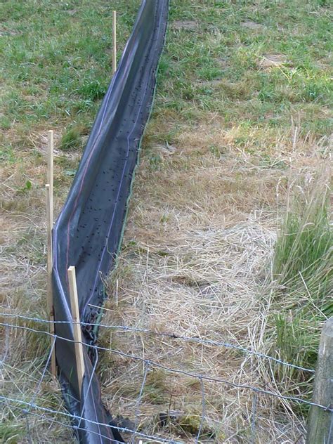 Toadlet Migration 2015 Fraser Valley Conservancy