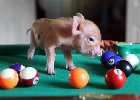 The Funniest Photos Of Mini Piglets Pictolic