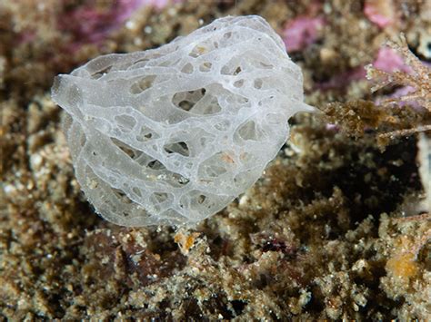 Calcareous Sponge ~ Everything You Need To Know With Photos Videos