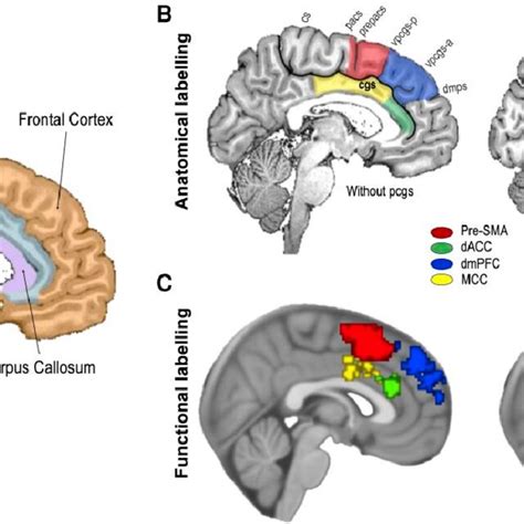 Connectivity Of The Dmpfcdacc Area Functional Connectivity Maps In