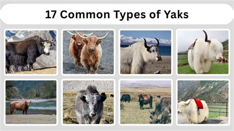 17 Common Types Of Yaks Found Across High Altitude Regions