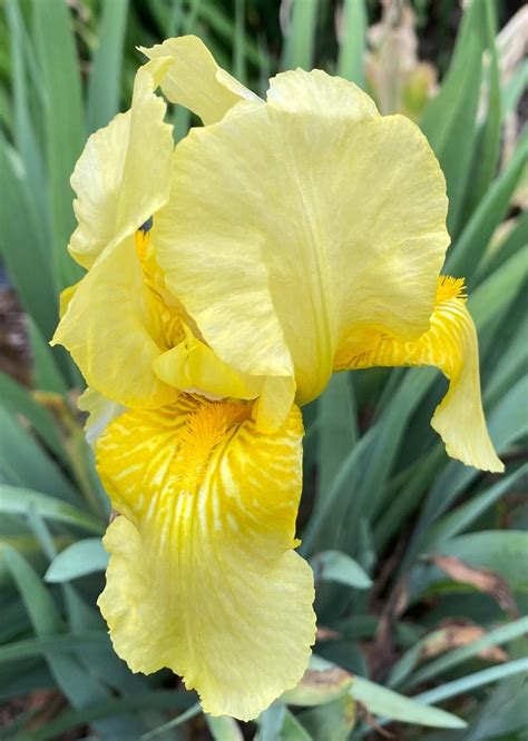 Harvest Of Memories Bearded Iris Rhizome Canary Yellow Will Not Ship