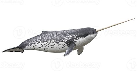 Narwhal Whale Swimming In The Cold Arctic Ocean Showcasing Its Long