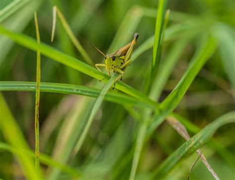 Premium Photo Grashpper On A Grass Leaf